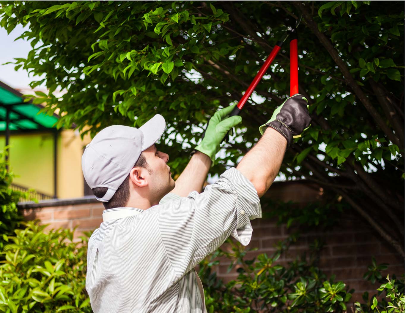 Tree Trimming - B and B Tree and Landscaping